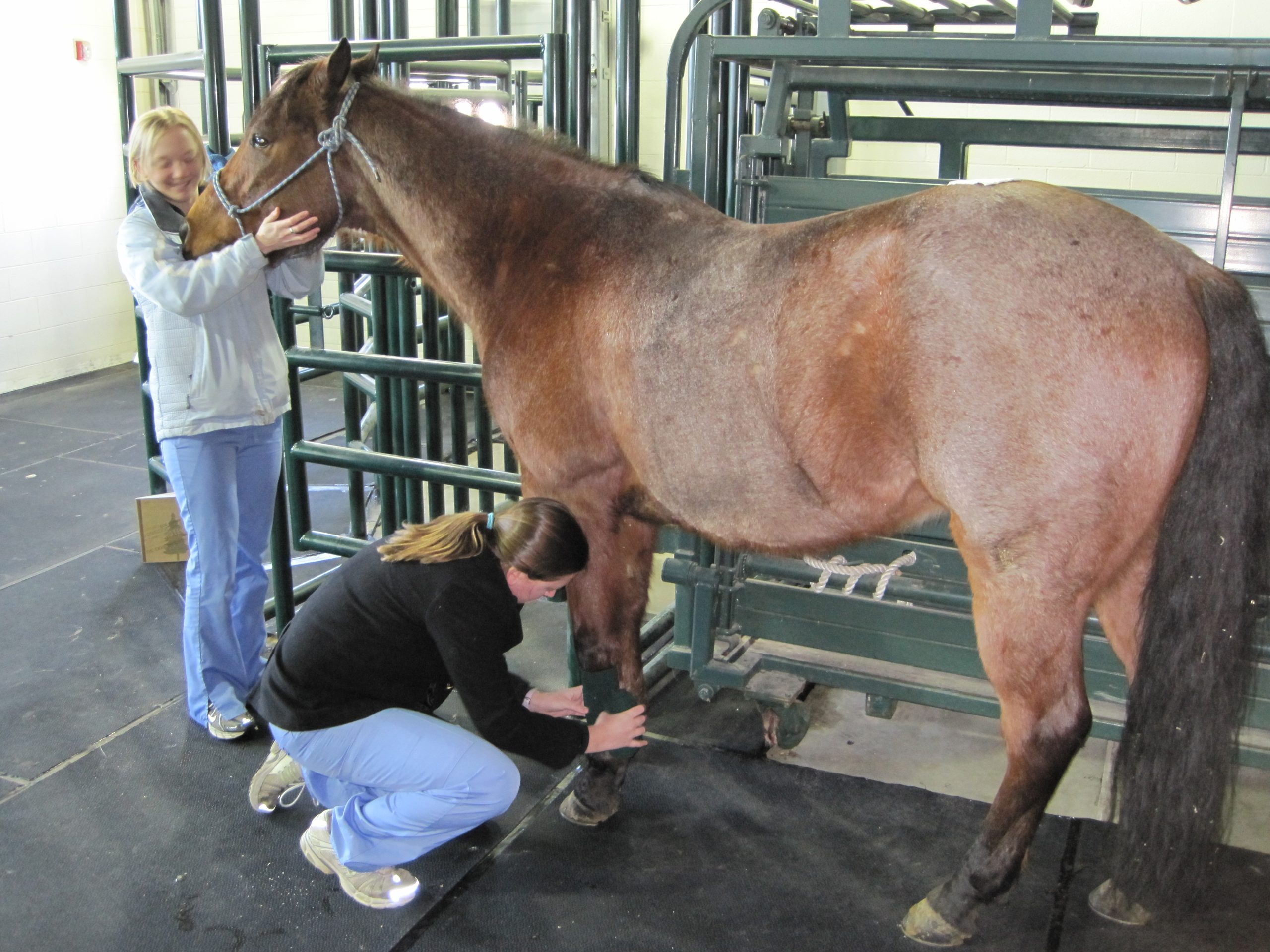 Stall Outfitters | Stall Mat Installation Gallery | Pictures